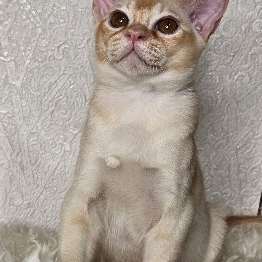 Бурманские котята