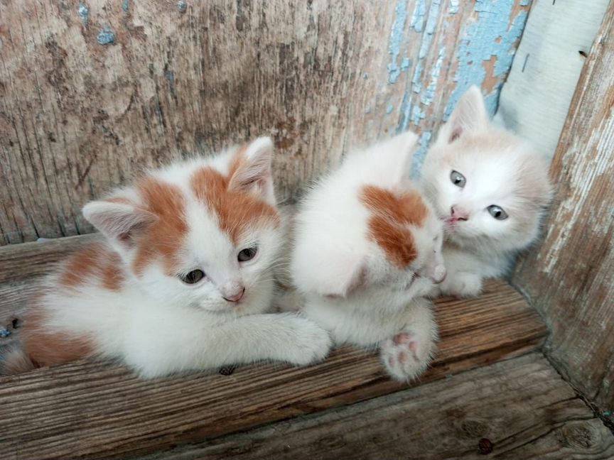 Котята отдам в добрые руки бесплатно