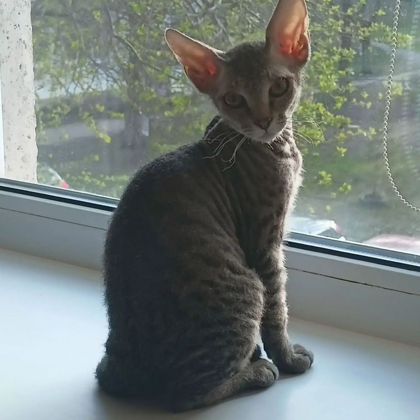 Канадский сфинкс котёнок