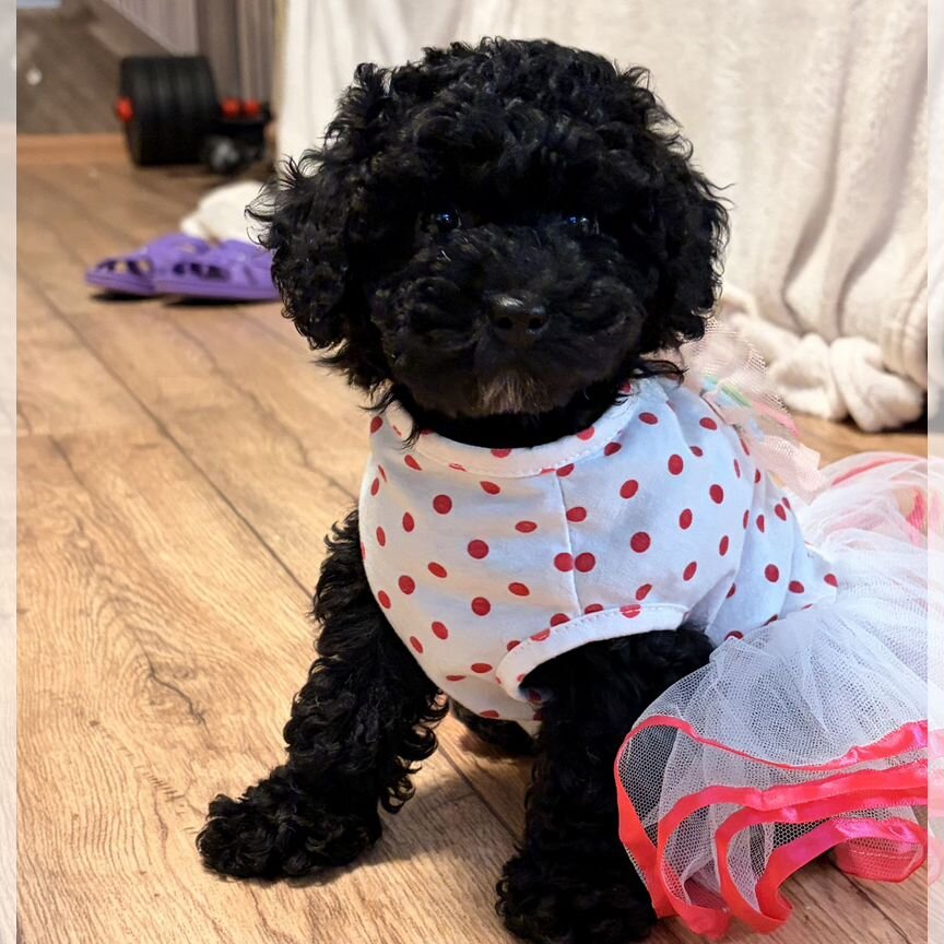 Мальтипу, щенок