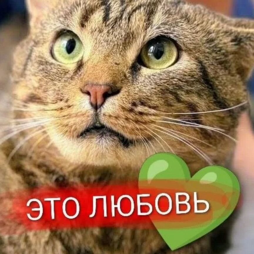 Умный, добрый, сильный. Кот Рокки в поиске семьи