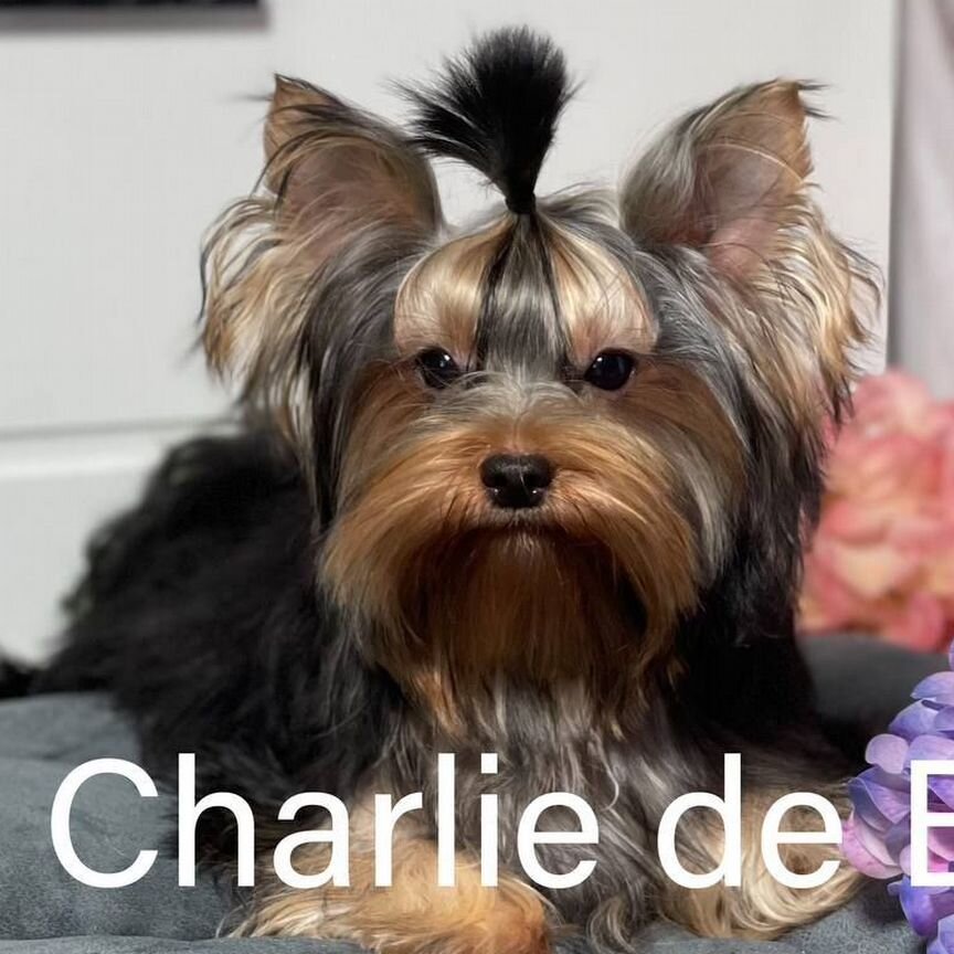 Мальчик Брукс