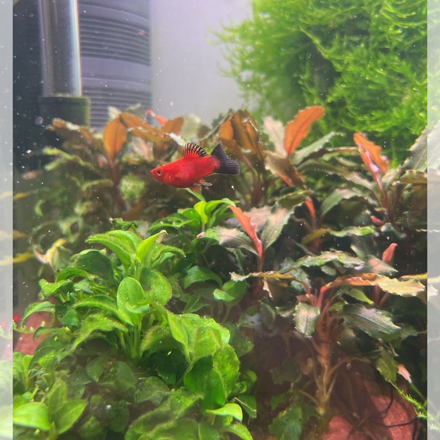 Аквариумные рыбки