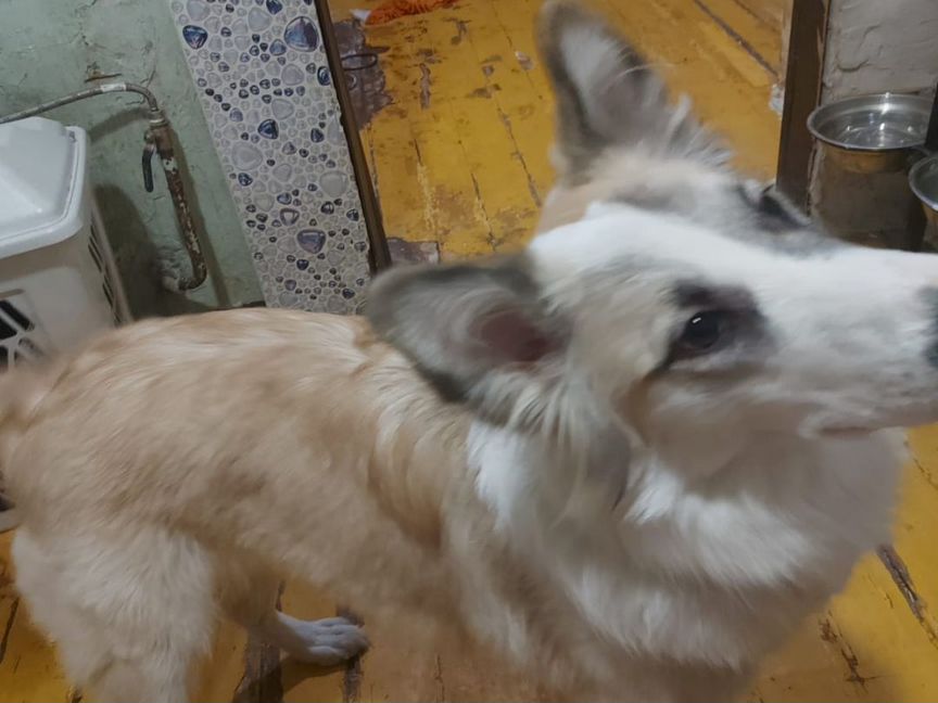 Отдам собаку в добрые руки