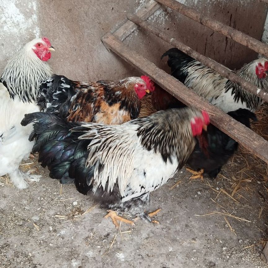 Куры порода брама