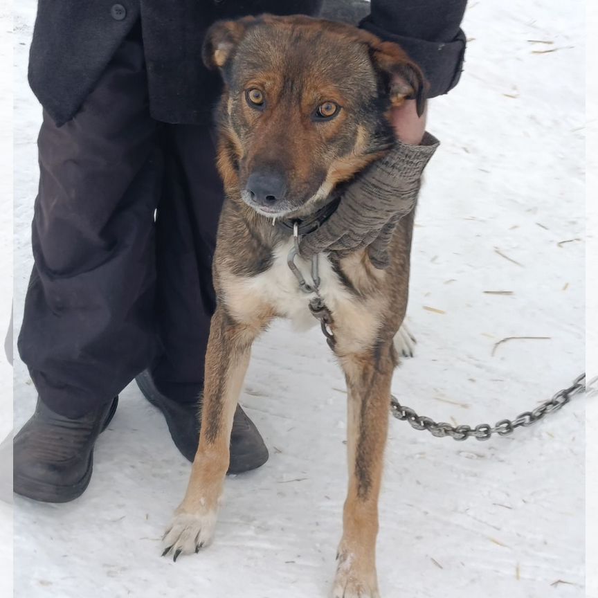 Взрослый пёс в добрые руки