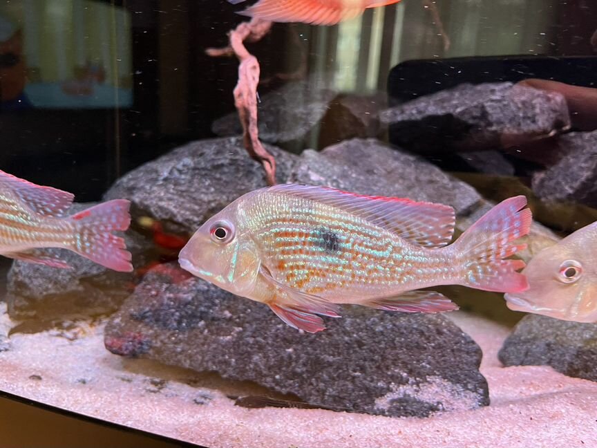 Геофагус Рио Бранко