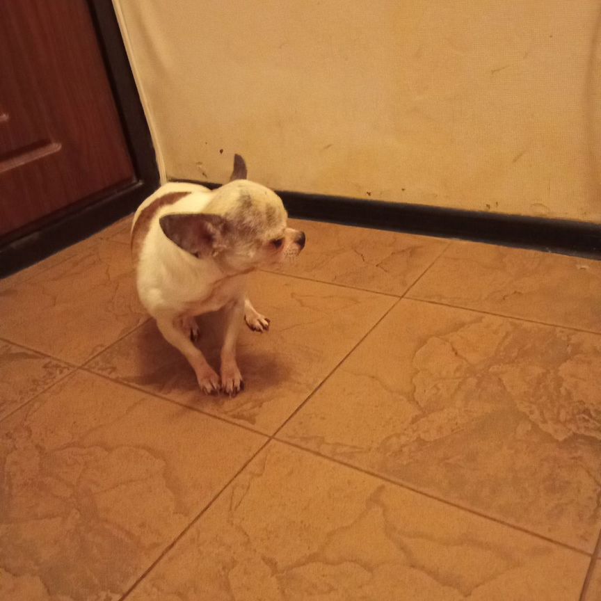 Мальчик мини беби фейс рыже-белого окраса