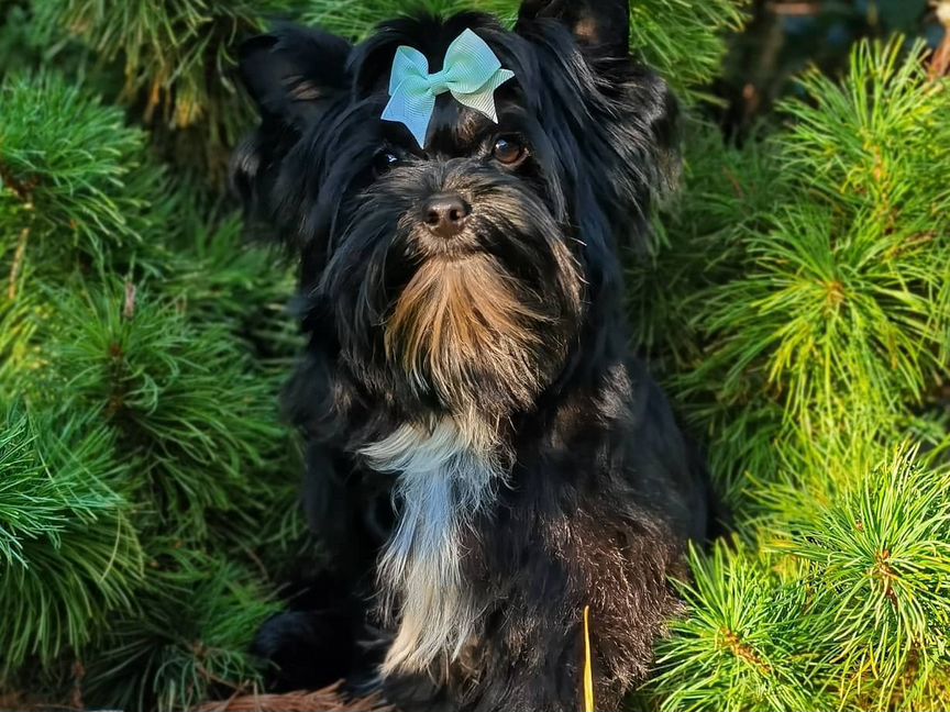 Мальчик в любимцы