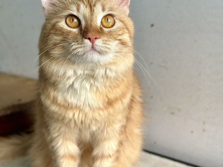 Котик рыжий бесплатно