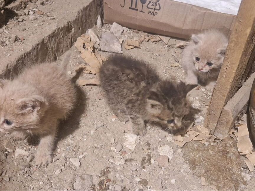 Котята в добрые руки
