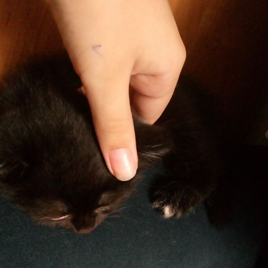 20к, она 1,5 месяца может меньше