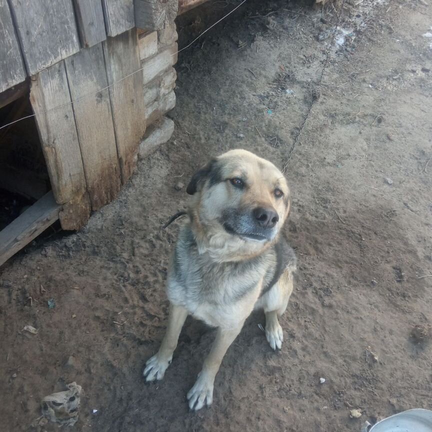 Собака в добрые руки