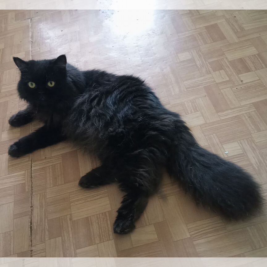 Кот кастрат