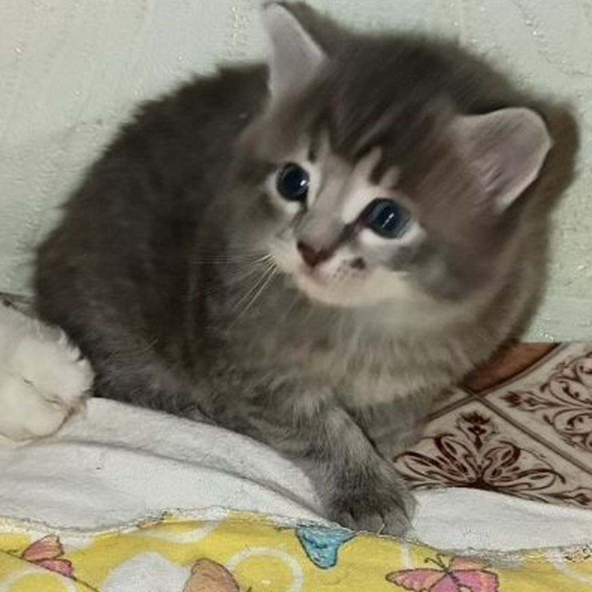 Шотландская