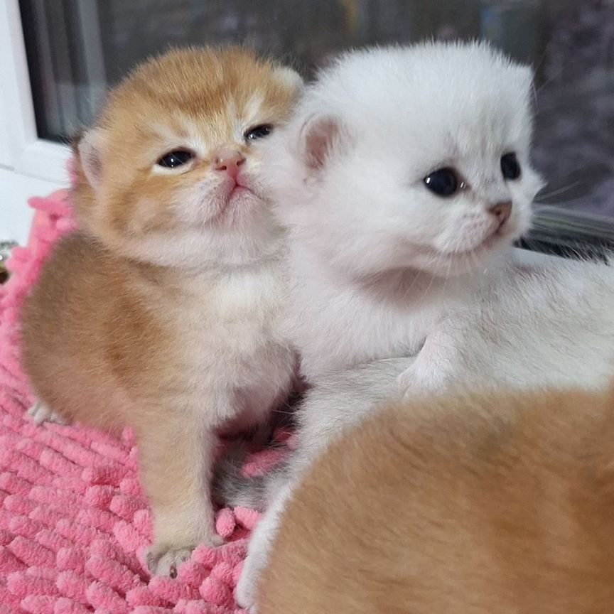 Шотландский прямоухий короткошёрстный котёнок