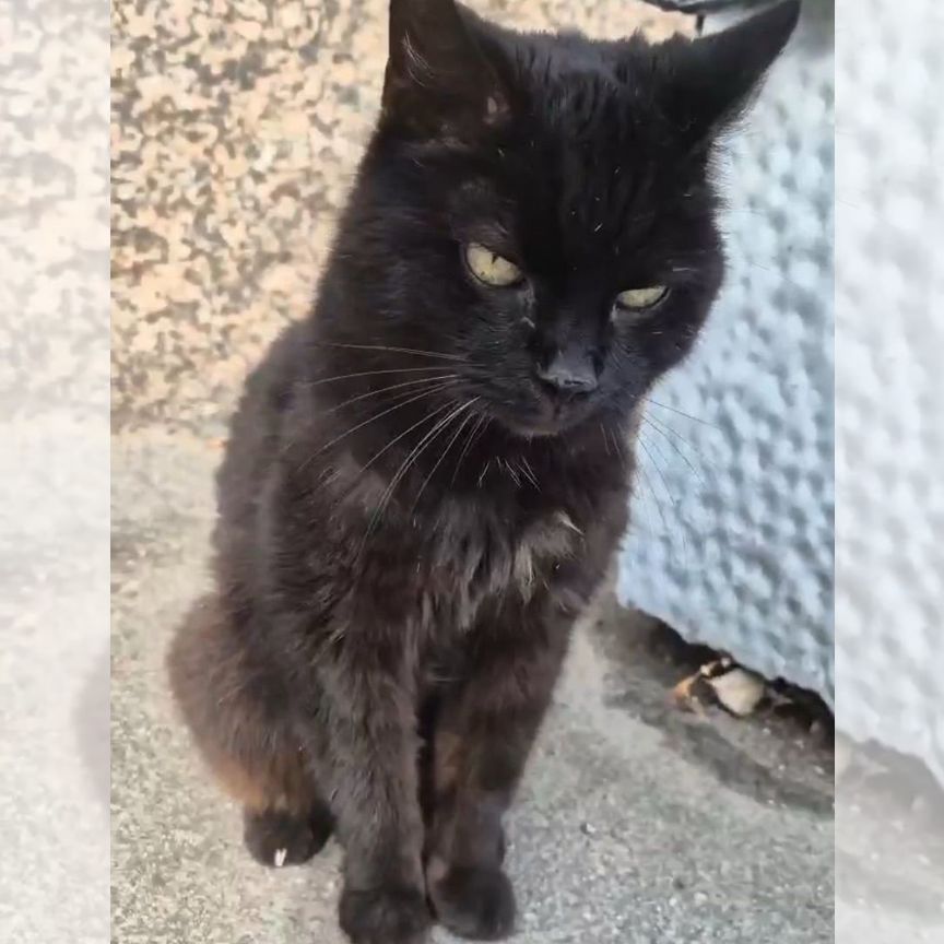 Кошкa в добрые руки