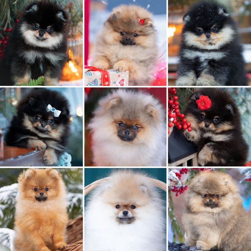 Померанский шпиц