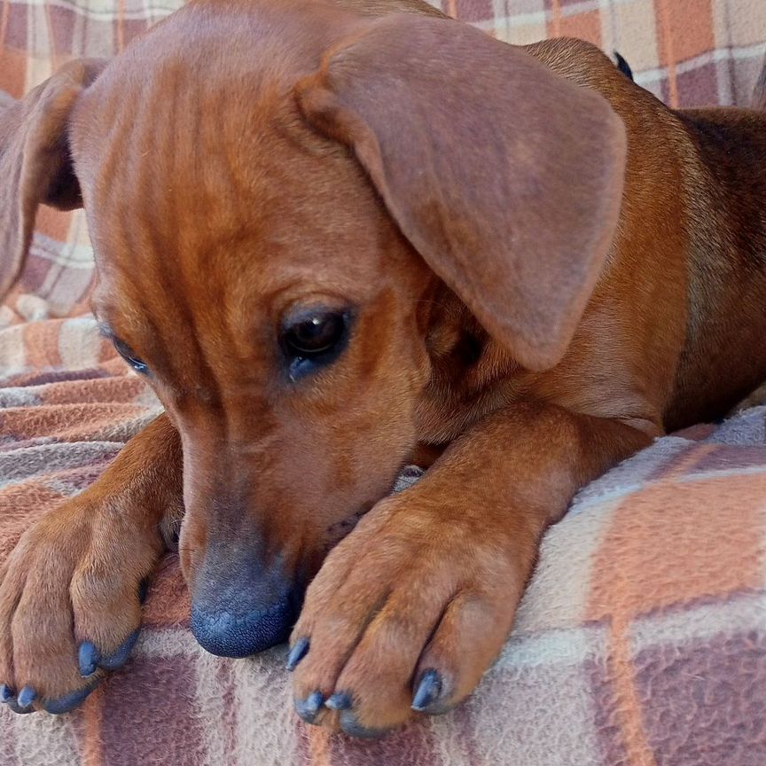 Немецкий пинчер