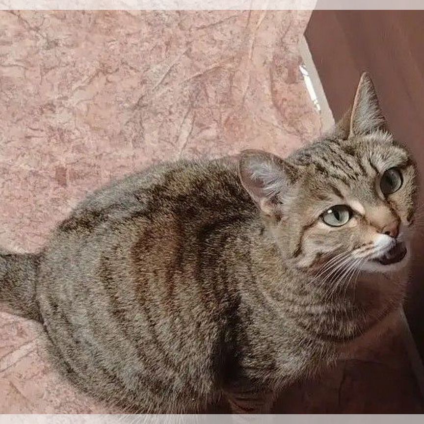 Взрослая, кошка в добрые руки