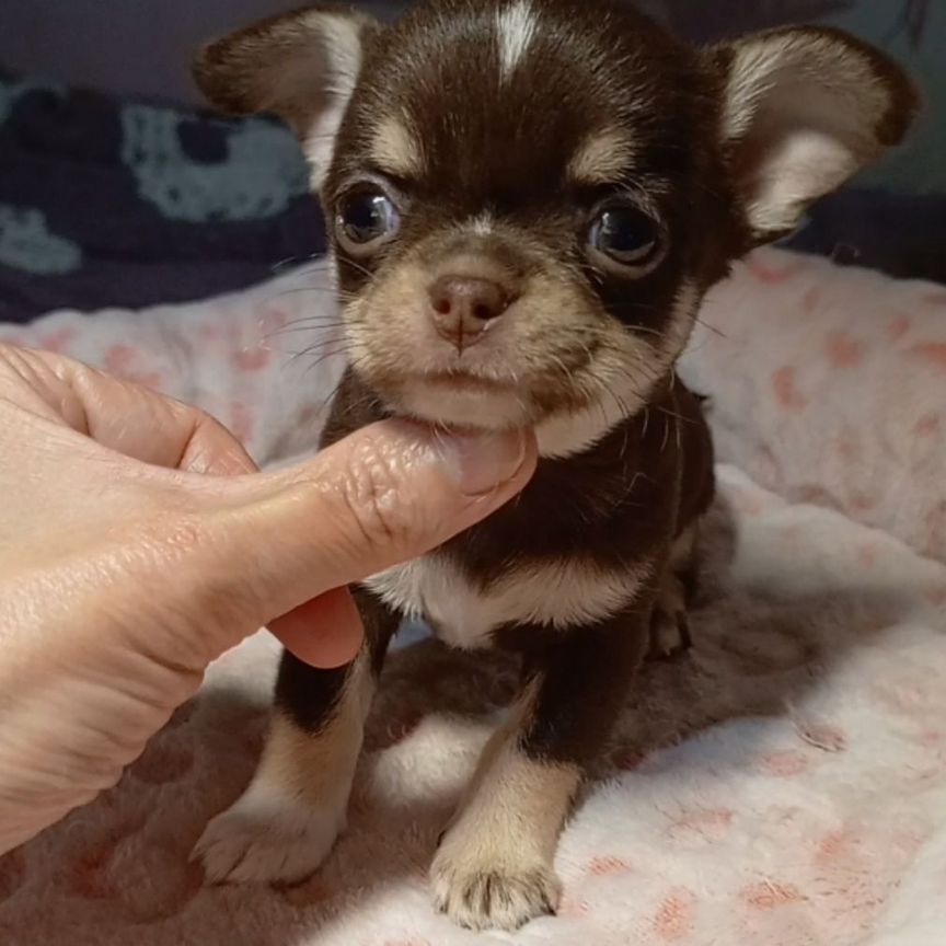 Чихуахуа шоколадка