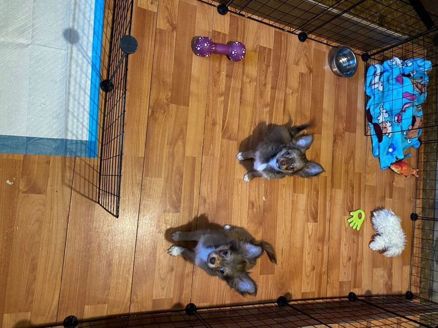 Кукольные собачки самой мелкой породы чихуахуа