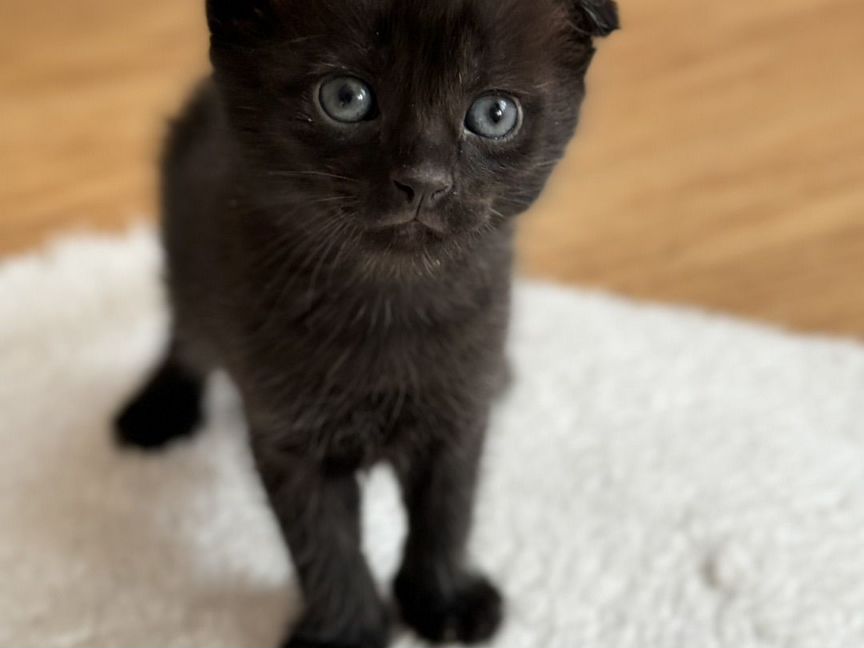 Черная кошка
