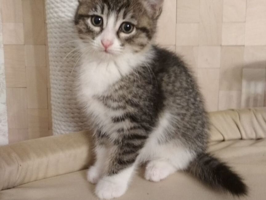 Котенок девочка