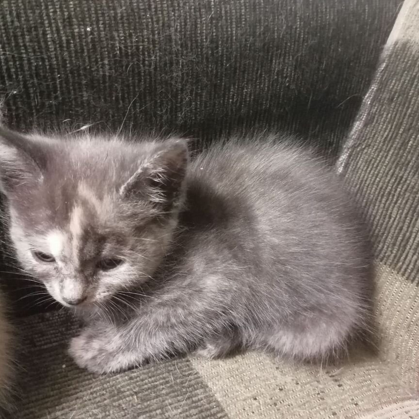 Сибирский котёнок