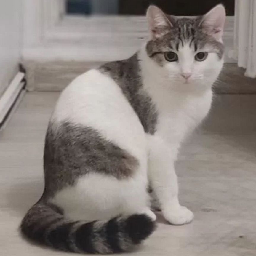 Взрослая, кошка в добрые руки