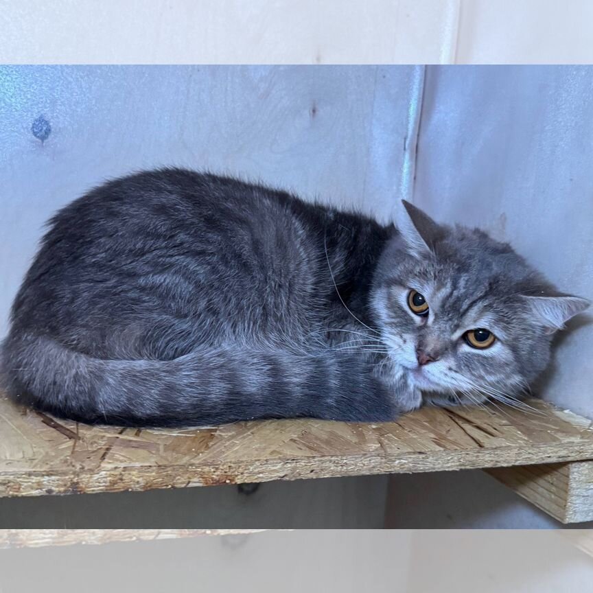 Взрослый кот в добрые руки