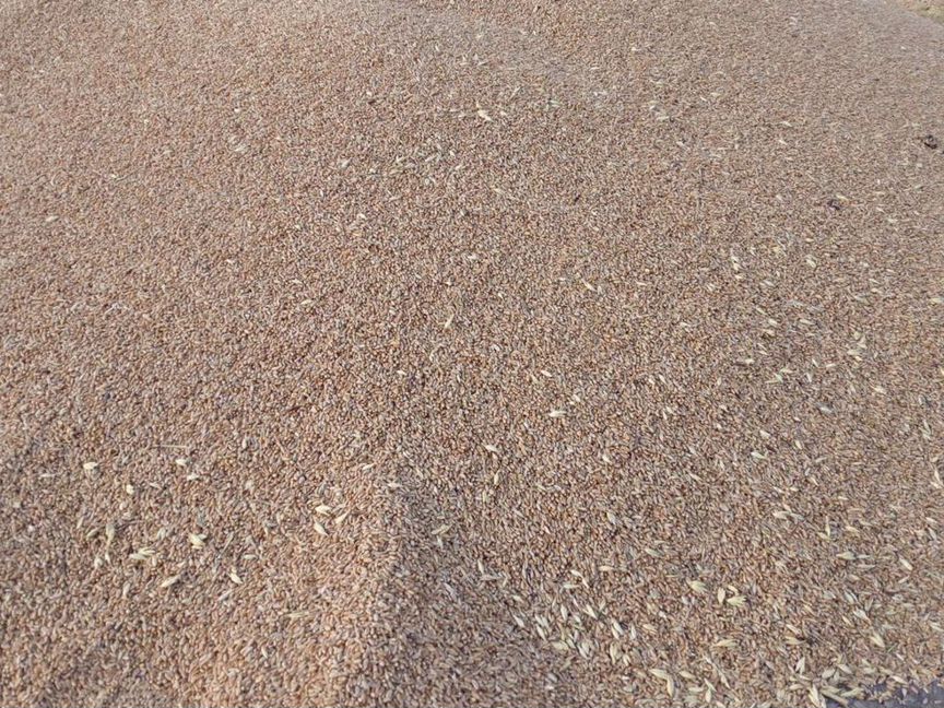 Зерно сухое