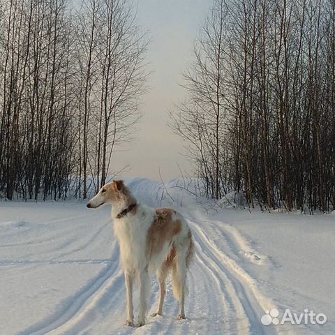 Продаю русскую борзую