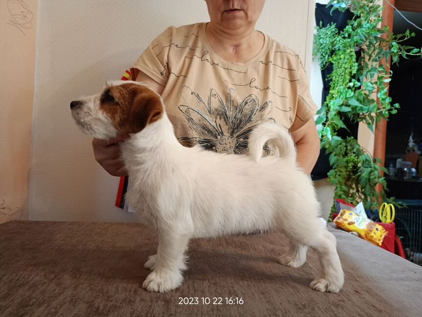 Мальчик джек рассел