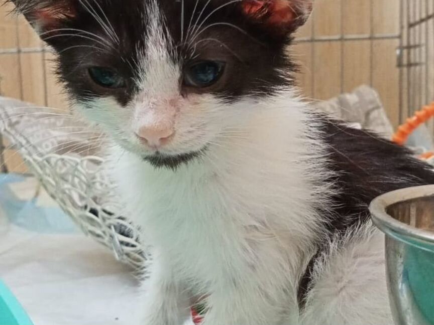 Котёнок болеет