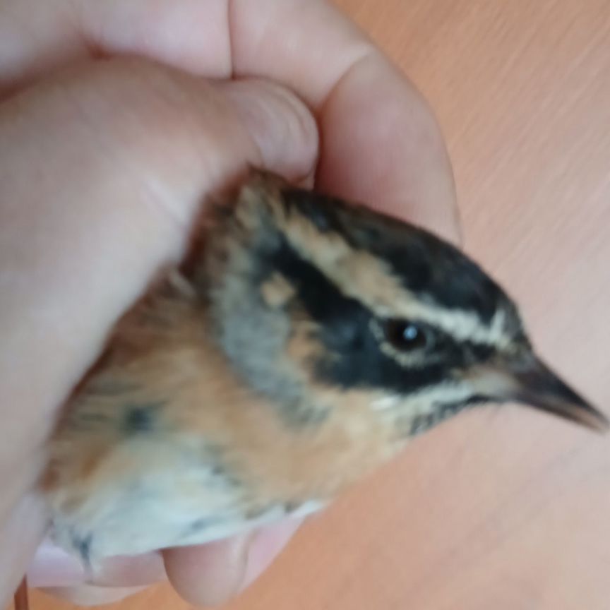 Певчие птицы