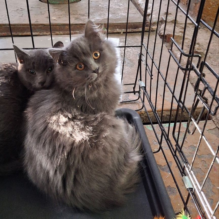 Котяна 4 мес