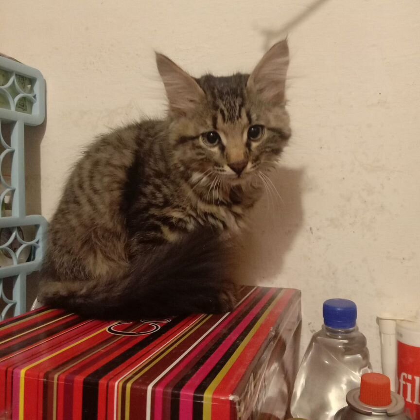 Котёнок, похож на Мейнкуна