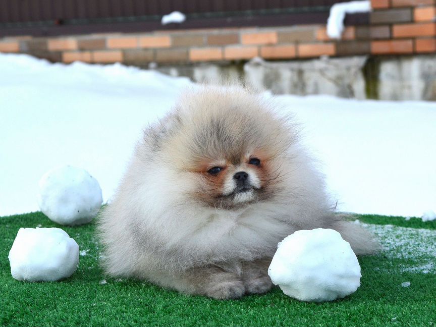 Померанский шпиц медвежьего типа