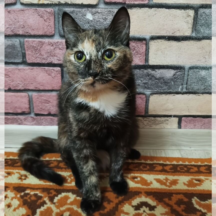 Сибирский кот, взрослый