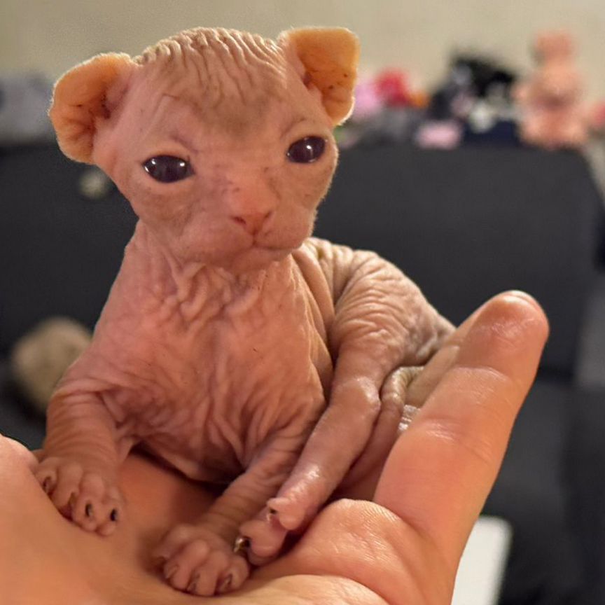 Сфинкс мальчик