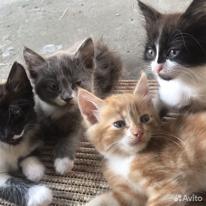 Котятки милашки