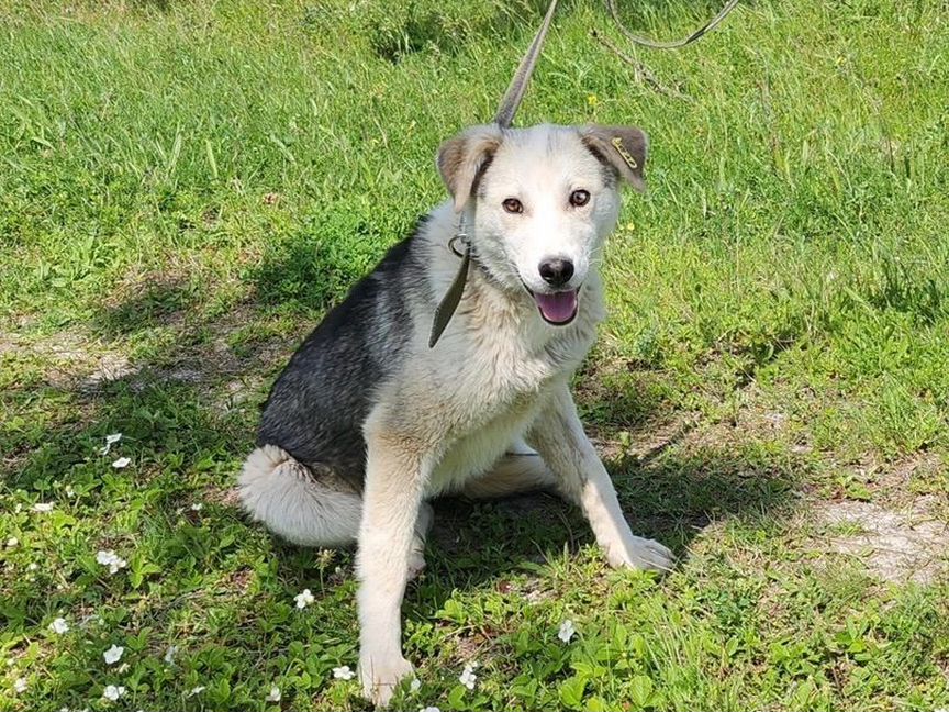 Собачка Халва в добрые руки