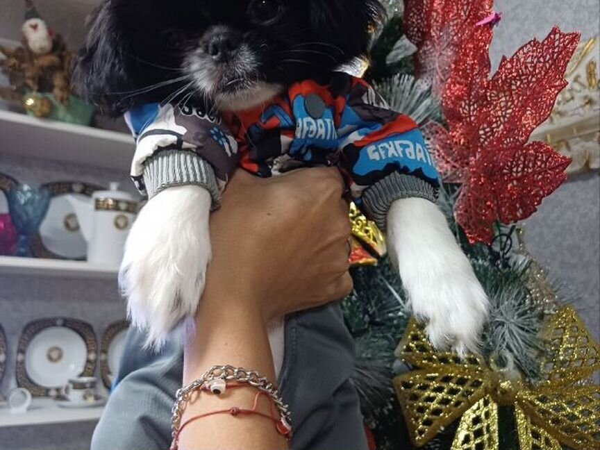 Японский хин