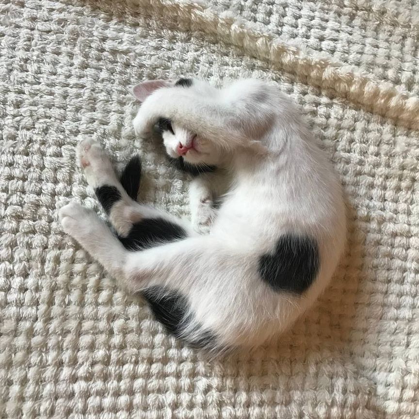 Котенок с сердечком