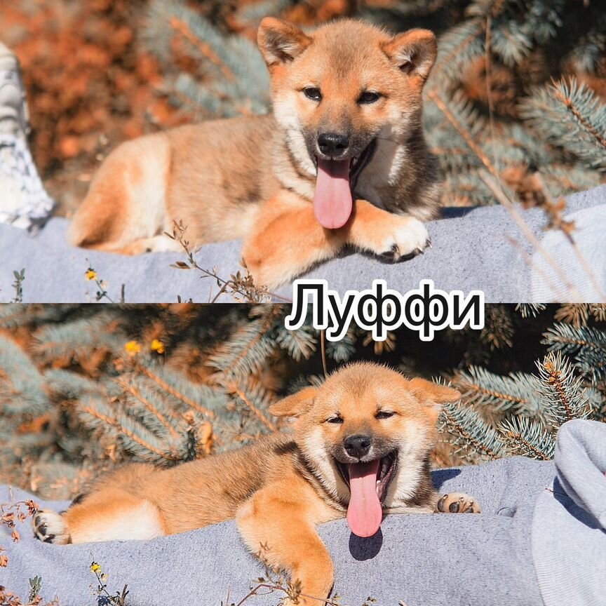 Сиба малыш из питомника