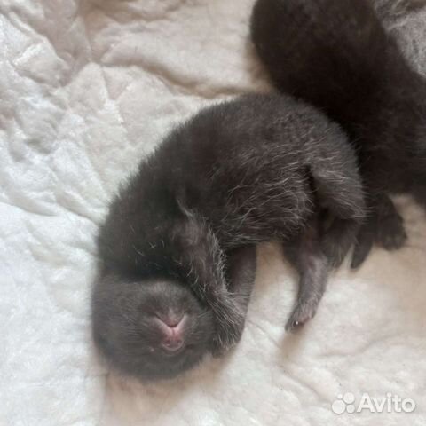 Кошки в добрые руки бесплатно