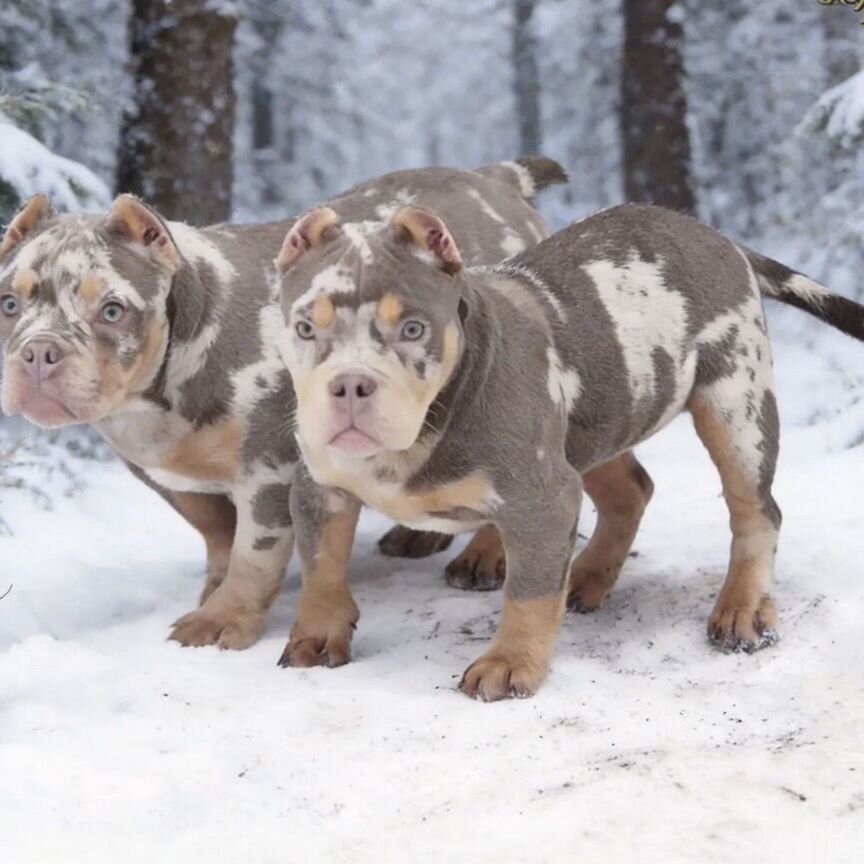 Американский булли, щенок