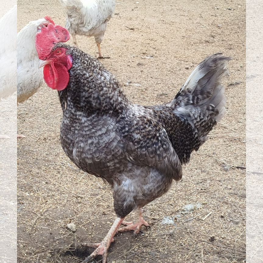 Молодые петухи