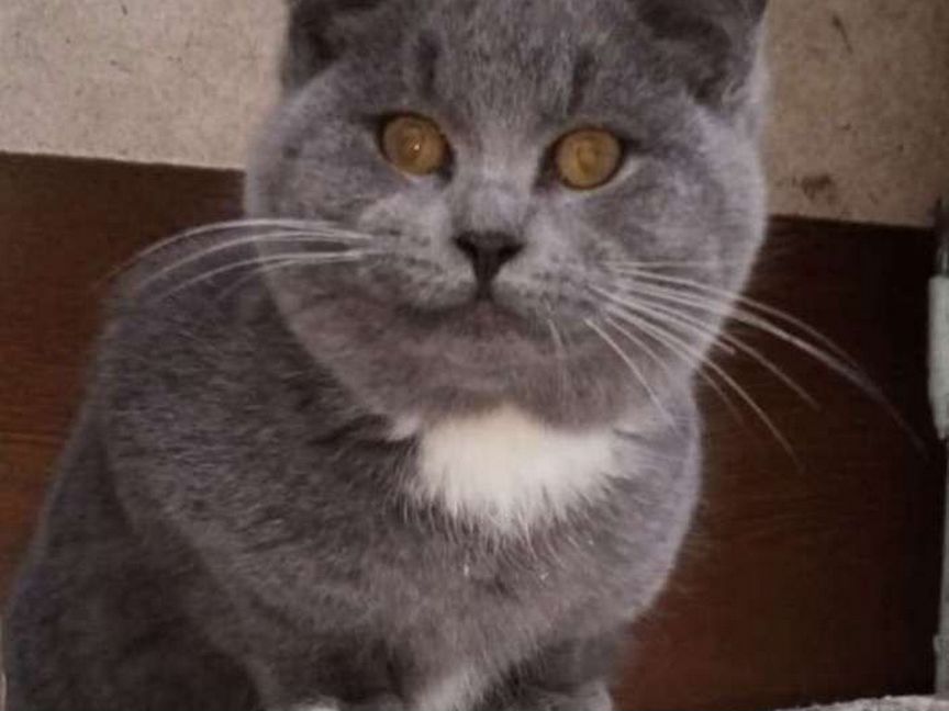 Кошка в дар